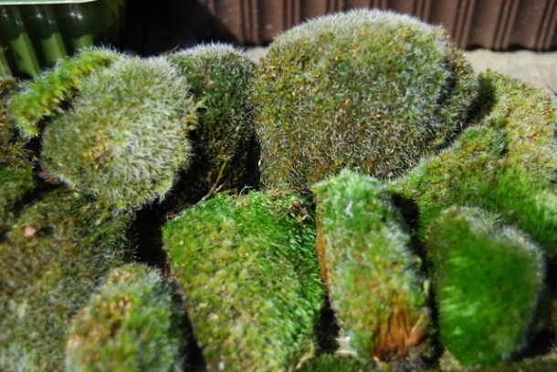 Moss Rescue for Mossy Tops - animalsculpture.co.uk
